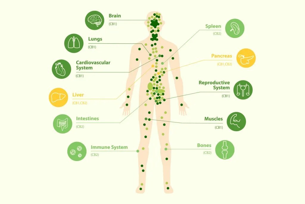 Endocannabinoid System – Cannabis Consumer’s Guide
