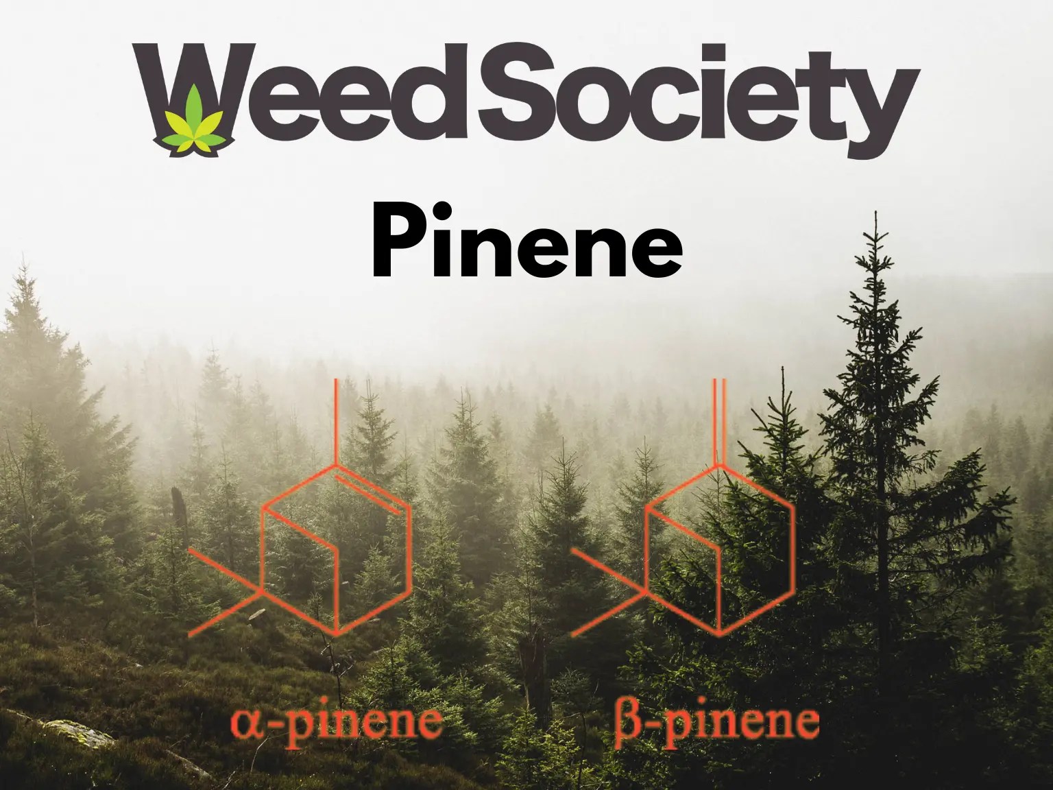 Terpenes 101 | WeedSociety