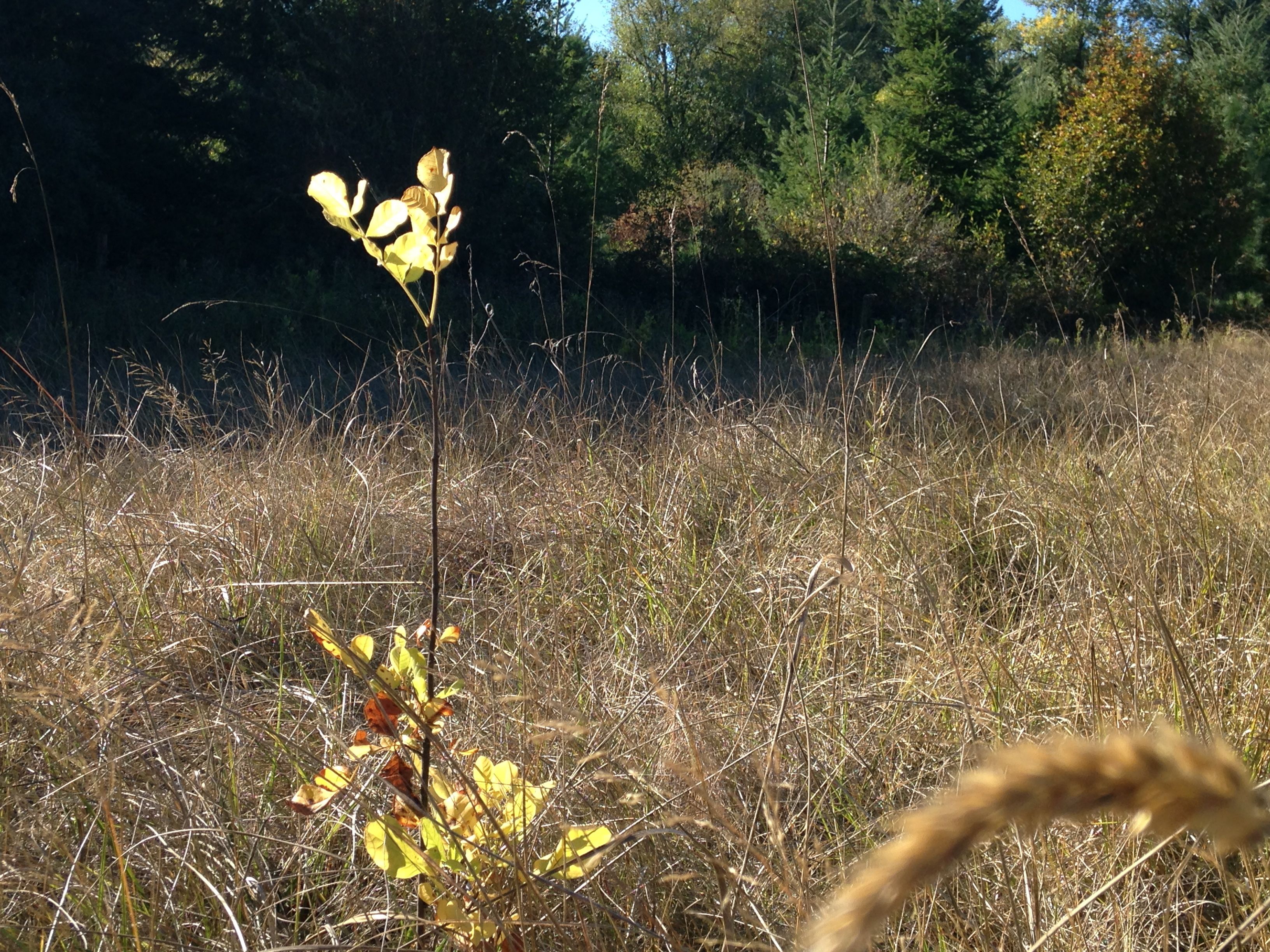 Delicate - Earth Whispering Press