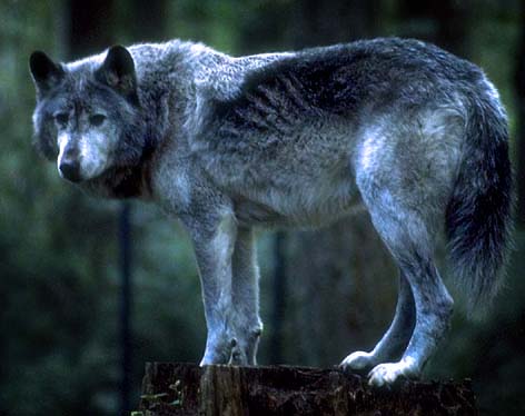 The Original Werewolves | Werewolves