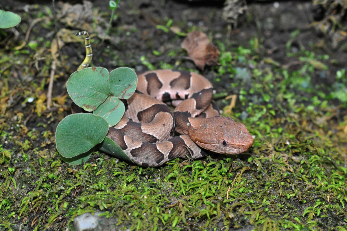Baby Copperheads What They Look Like Protecting Your Pets