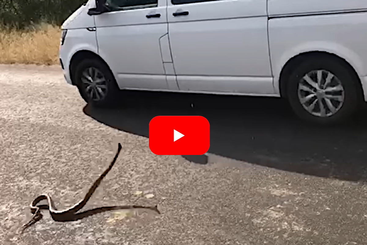 Python Strikes At Tourist Vehicles Before Retreating Inside Engine