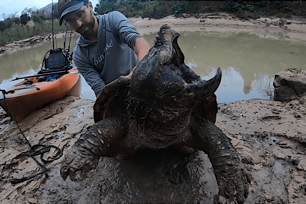 Huge Alligator Snapping Turtle Caught In Texas Is Nearly The Size Of