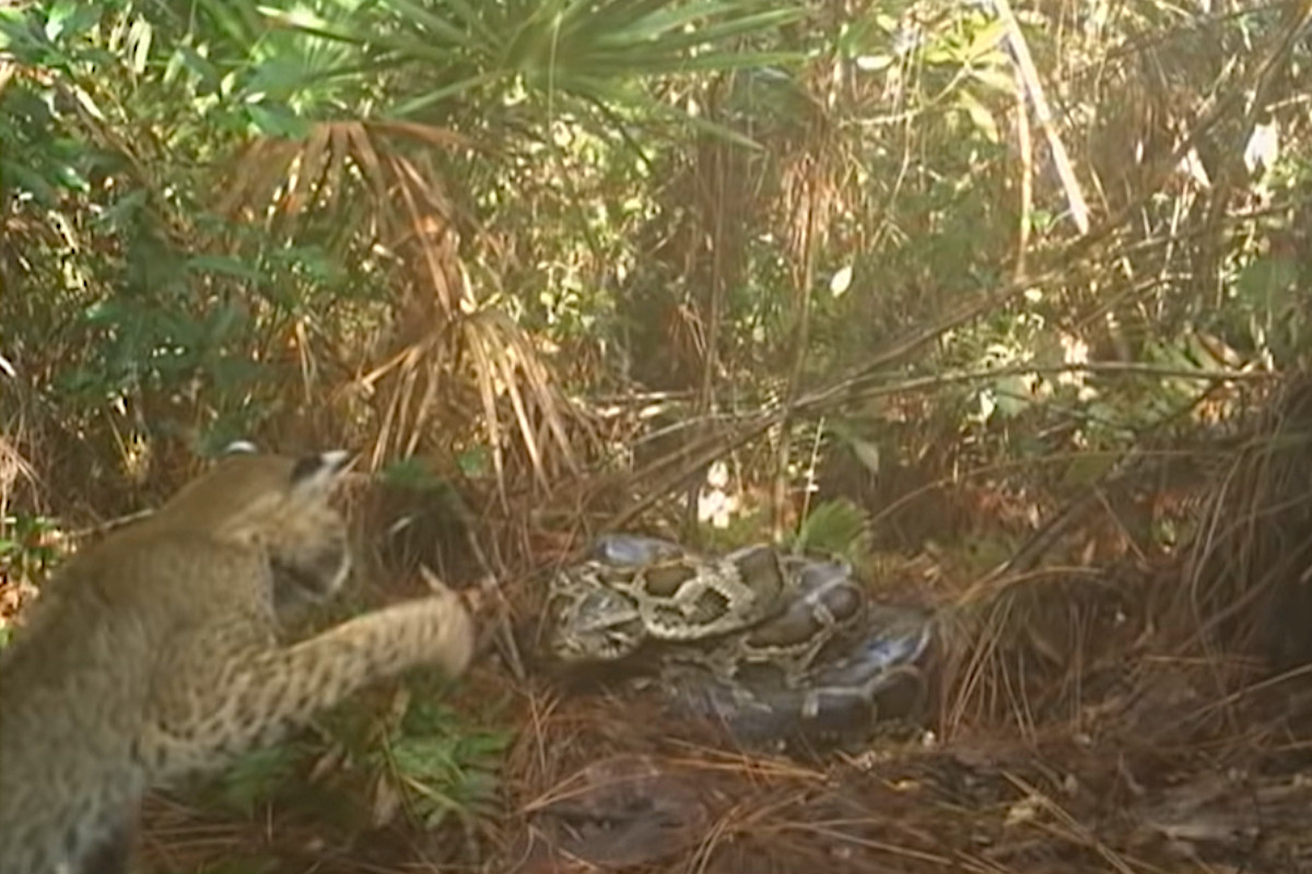 Python Vs Bobcat Big Cat And Invasive Snake Have Face Off Over Eggs