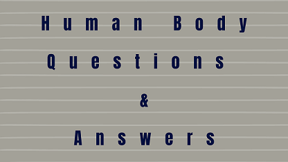 Human Body Questions & Answers - WittyChimp