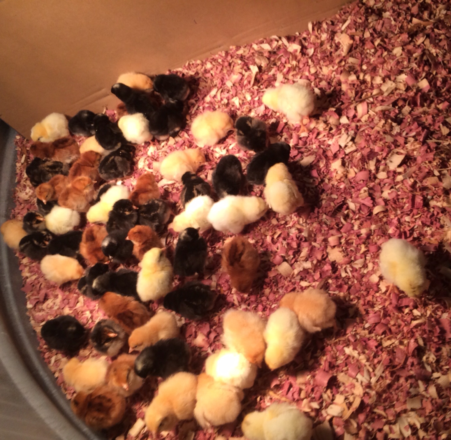 Order Chicks from a Hatchery v. Buy From a Local Farm (Like Us!)