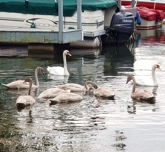 Swan Control Debate on Greenwood Lake – The Warwick Valley Dispatch