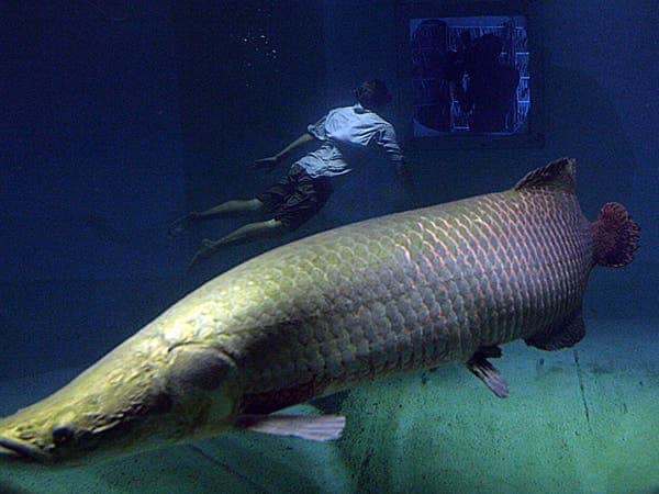 New Arapaima species discovered in Amazon: a giant fish that can breath air