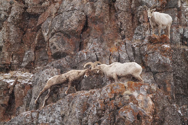 Spring rams - WyoFile