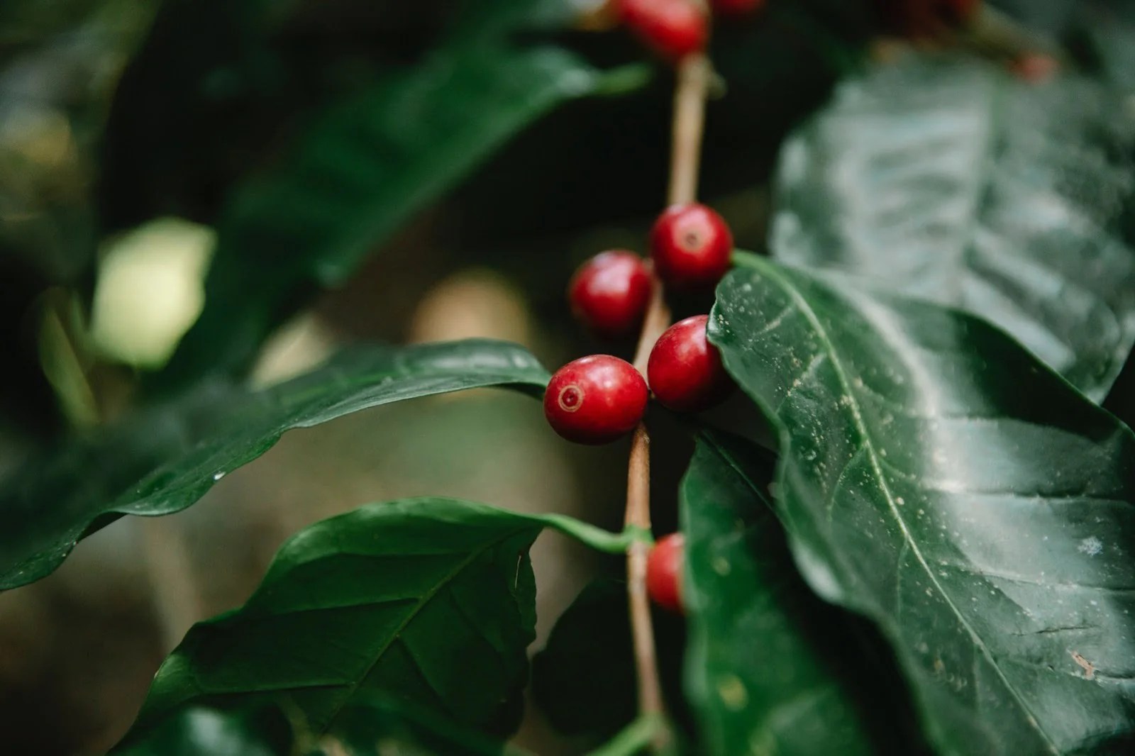 Honey Coffee Processing Method Xbloom