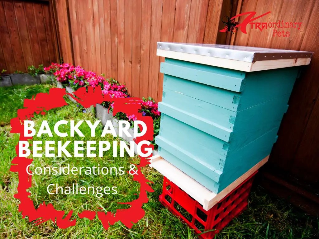 Can I Keep Bees at My Backyard? Considerations and Challenges