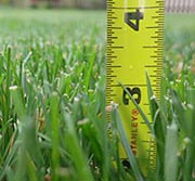 Mowing Height Affects Lawn Health – Everybody's Yard & Garden Guide