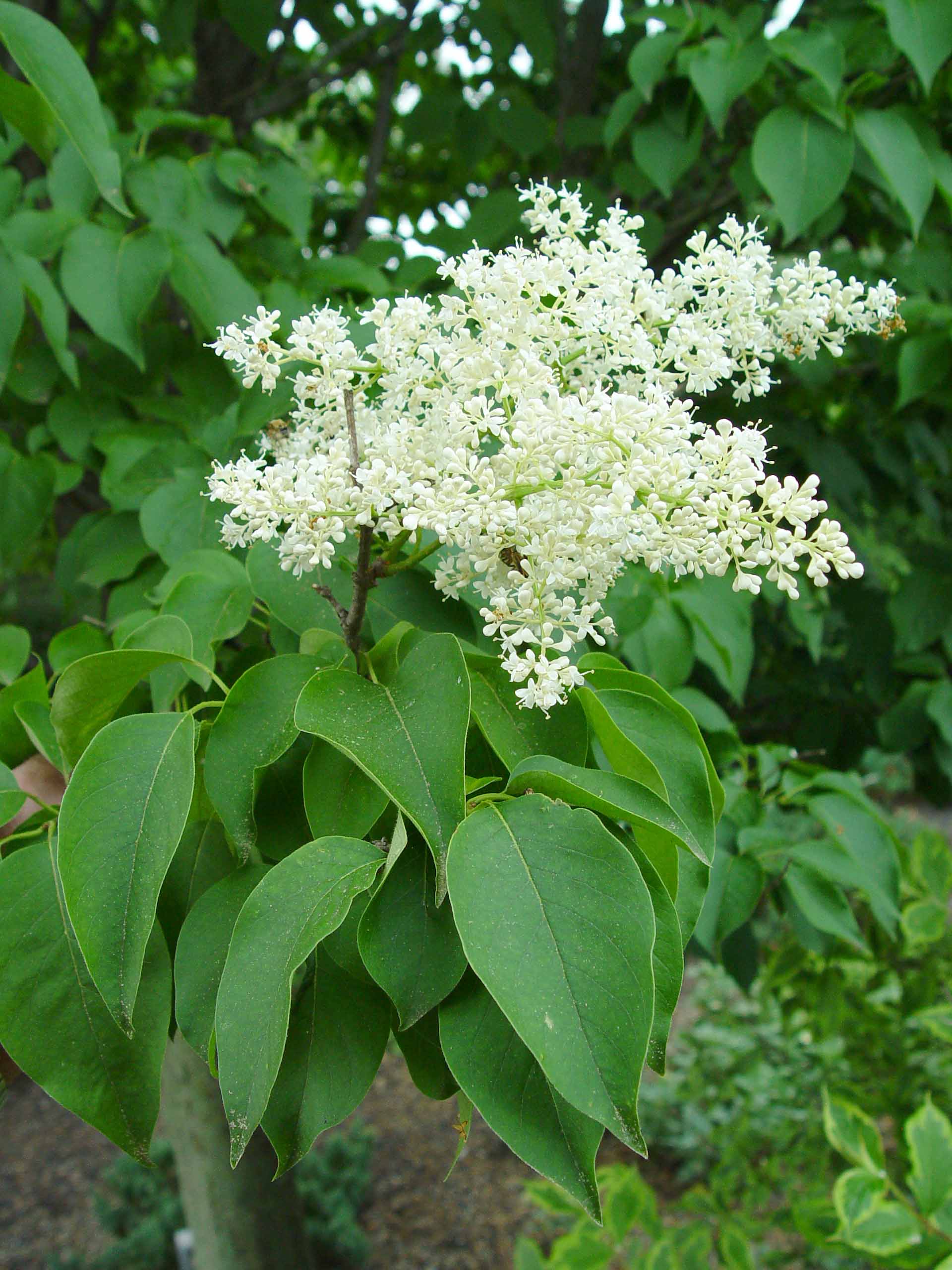 Japanese Tree Lilac – Great Tree for Small Spaces. – Everybody's Yard ...