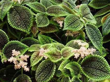 A Friendly Little Plant Called Moon Valley Pilea – Everybody's Yard ...