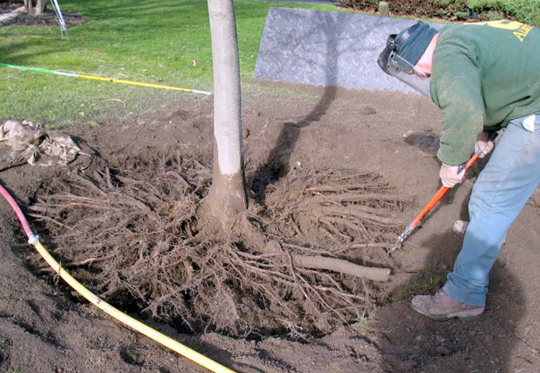 Dealing With Above-Ground Tree Roots – Everybody's Yard & Garden Guide