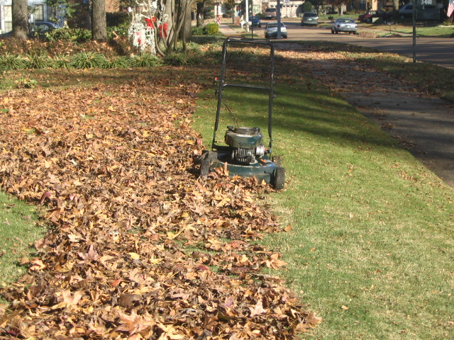 Can You Just Mow Leaves and Quit Autumn Raking? – Everybody's Yard ...