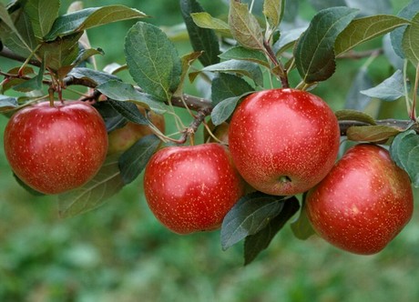 How to Prune Apple Trees in Early Spring – Everybody's Yard & Garden Guide