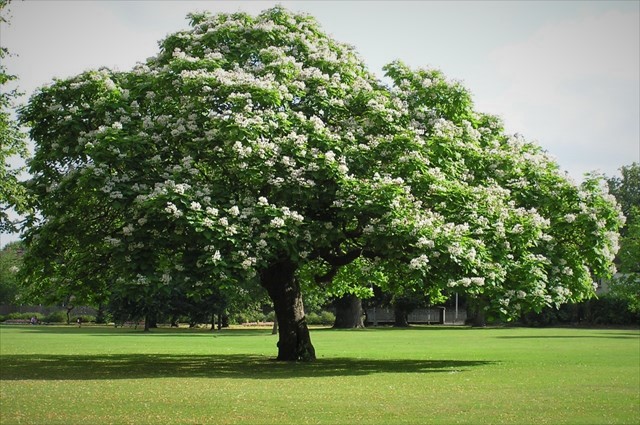 Catalpa Trees in North Dakota and Minnesota? – Everybody's Yard ...