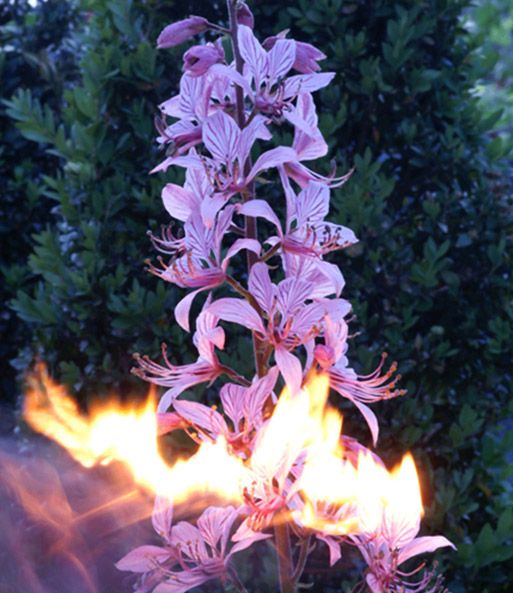 The Perennial Flower That Has Gas – Everybody's Yard & Garden Guide