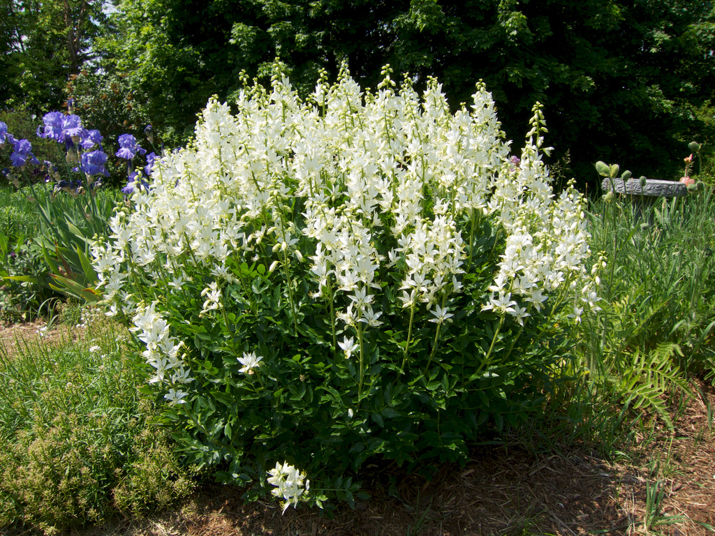 The Perennial Flower That Has Gas – Everybody's Yard & Garden Guide