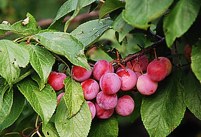 Best Plum Varieties for Backyard Gardeners – Everybody's Yard & Garden ...