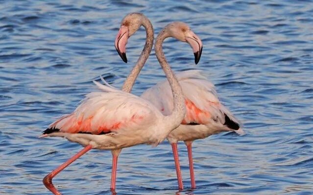 Several Greek flamingos were poisoned by lead bullets due to illegal