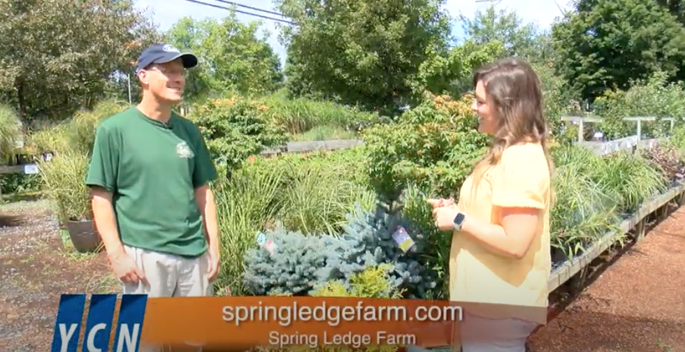 Springledge Farm, Part 2 – YCN Now