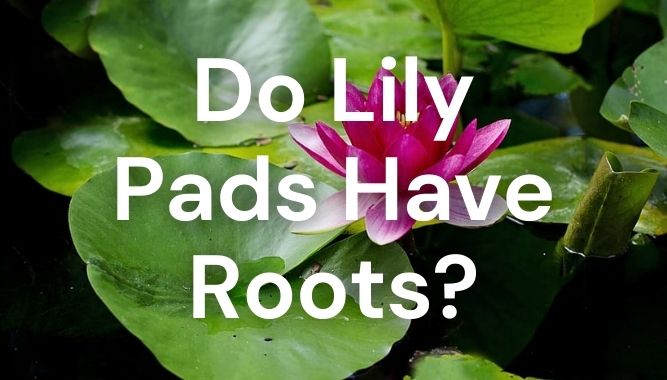 Do Lily Pads Have Roots? - Yea Big