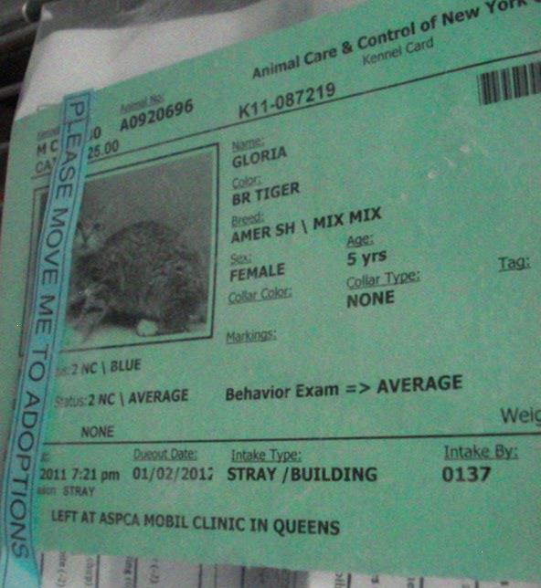 Need Help Reporting a Possible Crime in NYC – YesBiscuit!