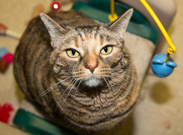 Alice – YesBiscuit!