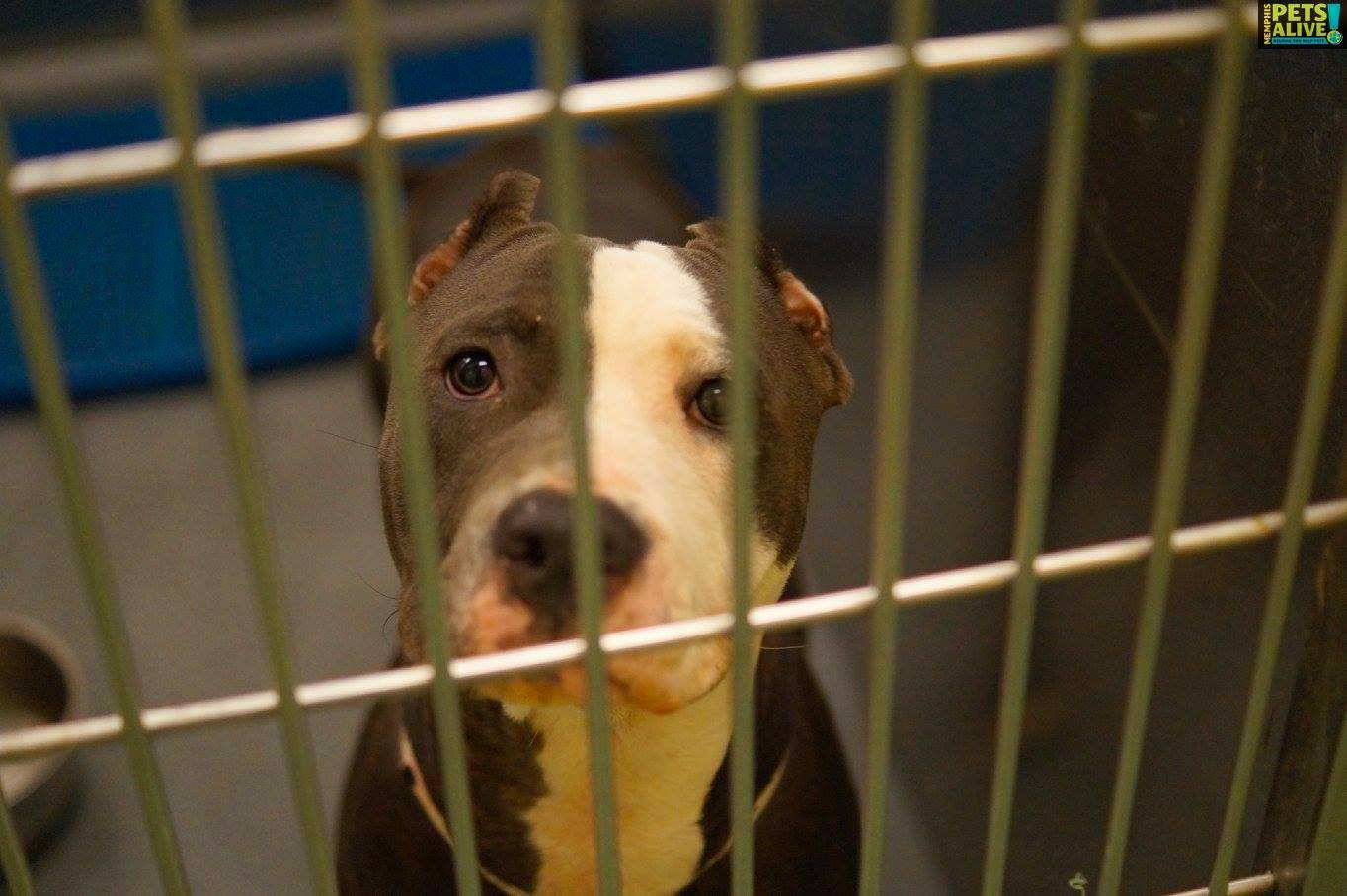 Adoptable Fat-Headed Dogs in Memphis: Meet the New Boss, Same as the ...