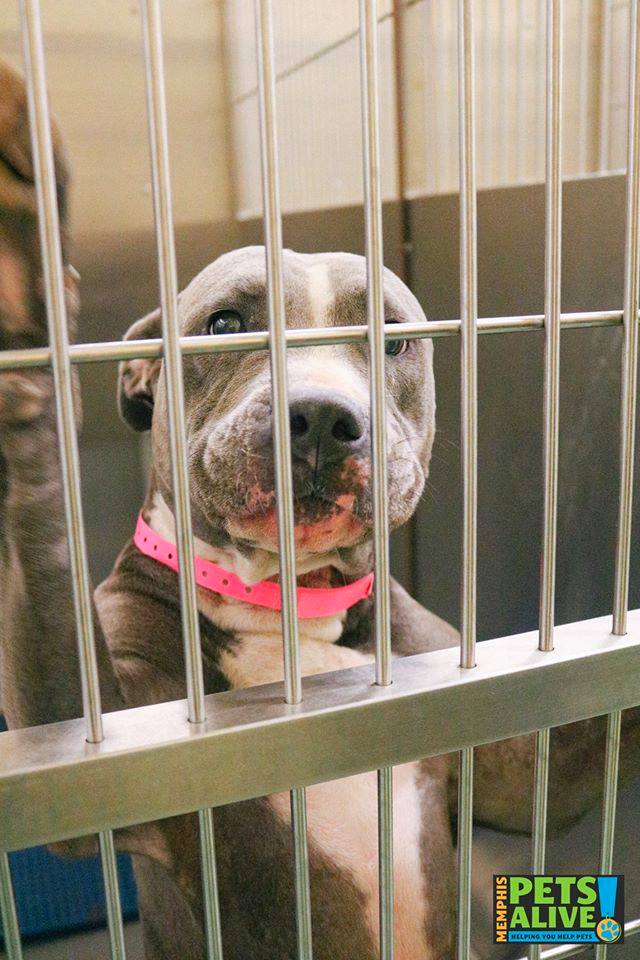 Adoptable Fat-Headed Dogs in Memphis: Meet the New Boss, Same as the ...