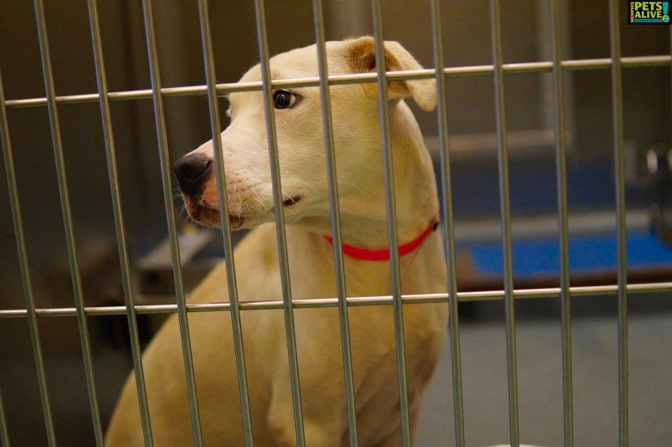 Adoptable Fat-Headed Dogs in Memphis: Meet the New Boss, Same as the ...