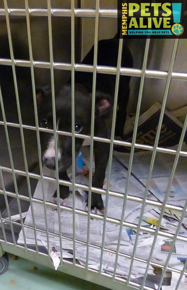 Adoptable Fat-Headed Dogs in Memphis: Meet the New Boss, Same as the ...