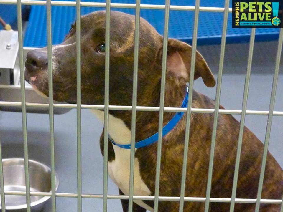 Adoptable Fat-Headed Dogs in Memphis: Meet the New Boss, Same as the ...