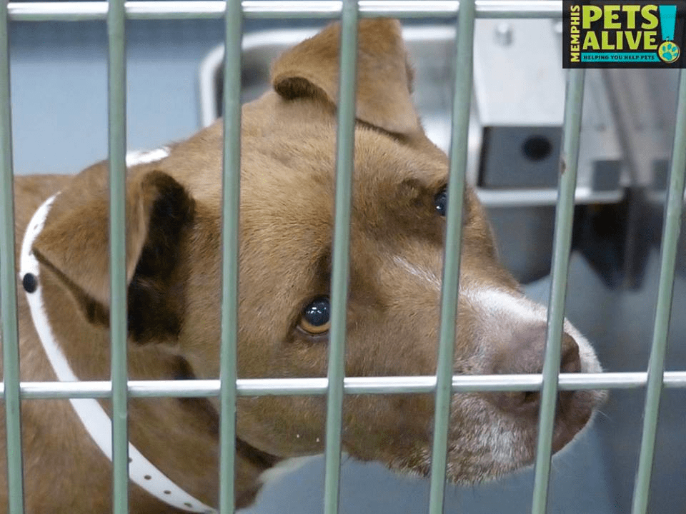 Adoptable Fat-Headed Dogs in Memphis: Meet the New Boss, Same as the ...