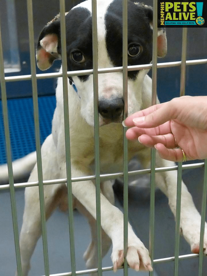 Adoptable Fat-Headed Dogs in Memphis: Meet the New Boss, Same as the ...
