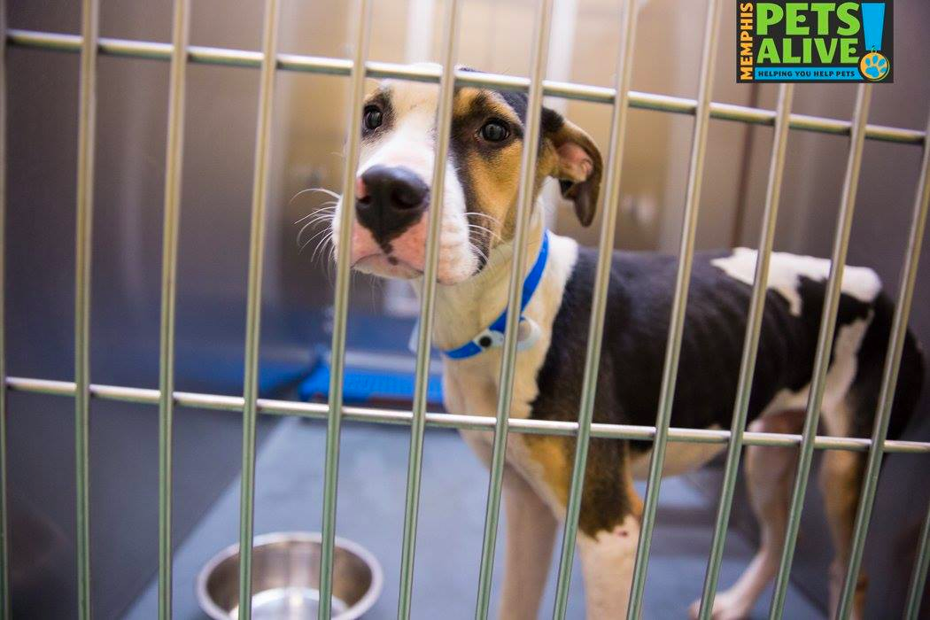 Adoptable Fat-Headed Dogs in Memphis: Meet the New Boss, Same as the ...