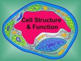 Biology Cell Structure Function Ygraph