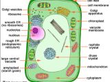 Biology Cell Structure Ygraph