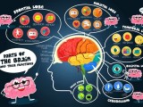 Brain Structure And Function Ygraph