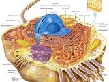Cell Biology Cell Structure Ygraph