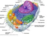 Cell Structure Biology Ygraph
