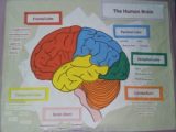 Human Brain Explained Ygraph