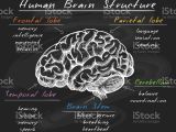 Human Brain Structure Ygraph