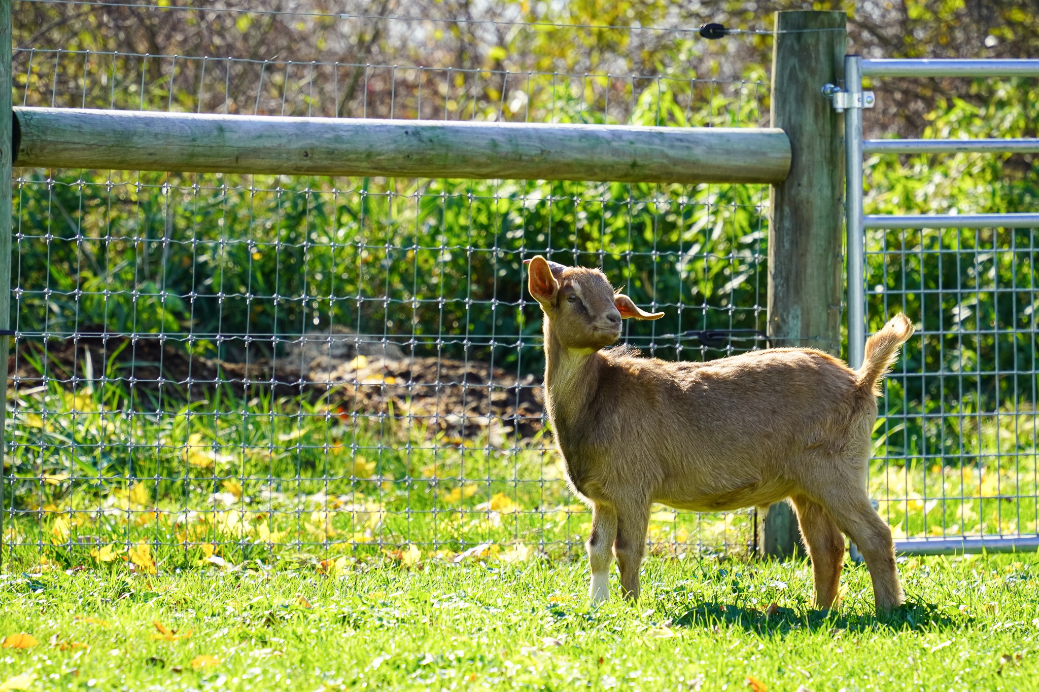 Yoder Feed and Supply – Quality Feed, Happier Livestock