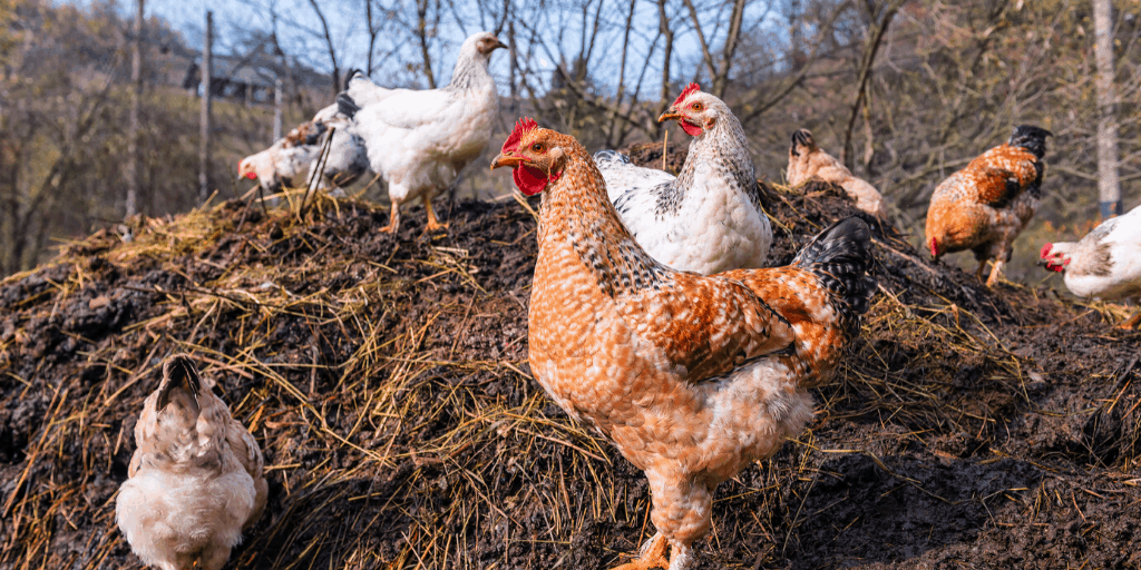 How To Safely Use Animal Manure For Fertilizer You Should Grow how-to-safely-use-animal-manure-for-fertilizer-you-should-grow