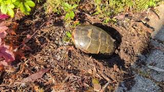 painted turtle trying to lay eggs in our garden