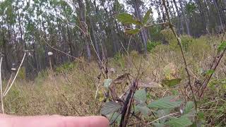 Anisomorpha buprestoides (Stoll), the so-called twostriped walkingstick.