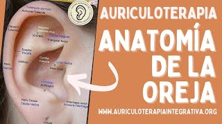 Anatomía de la oreja - Aprende Auriculoterapia